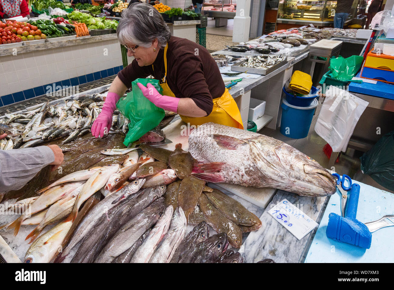 Argyrosomus regius, also known as meagre, croaker, jewfish, shade-fish ...