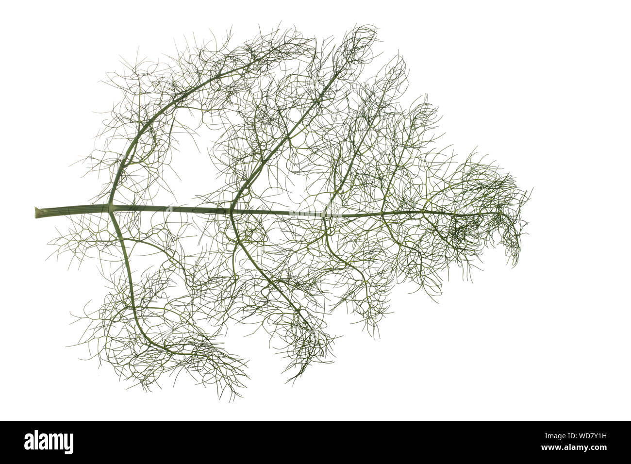 Fenchel, Foeniculum vulgare, Foeniculum officinale, Fennel, Le fenouil ...