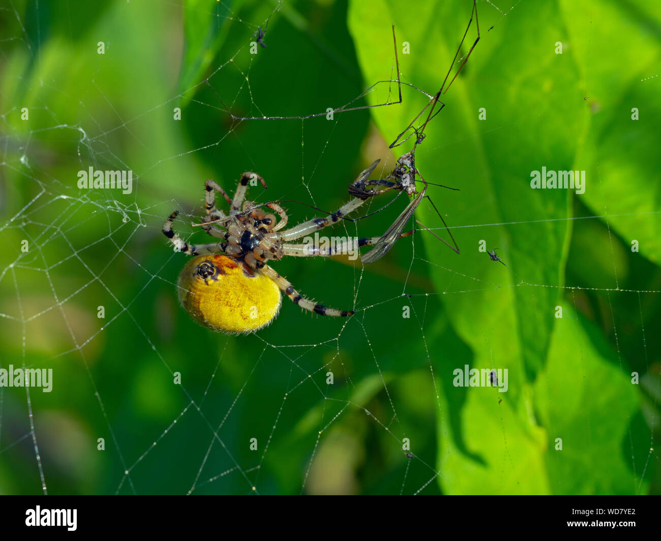 Common Orb Weaver spider Metellina segmentata Norfolk Garden Stock ...