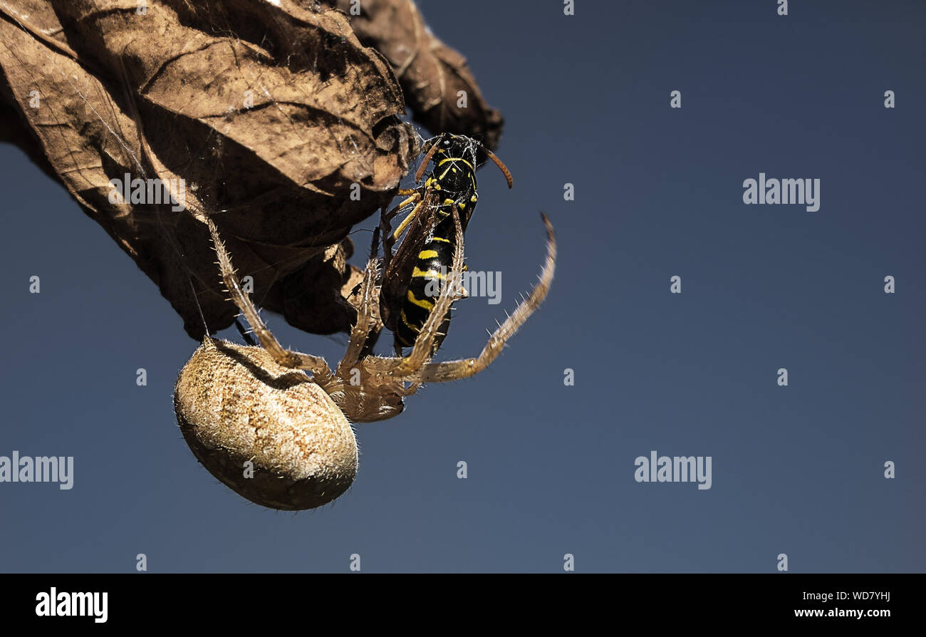 Spider Eating Wasp High Resolution Stock Photography and Images - Alamy
