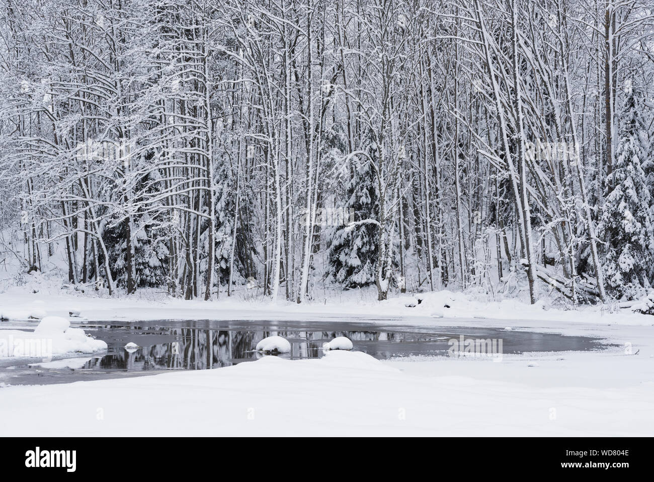 Snowy forest image hi-res stock photography and images - Alamy
