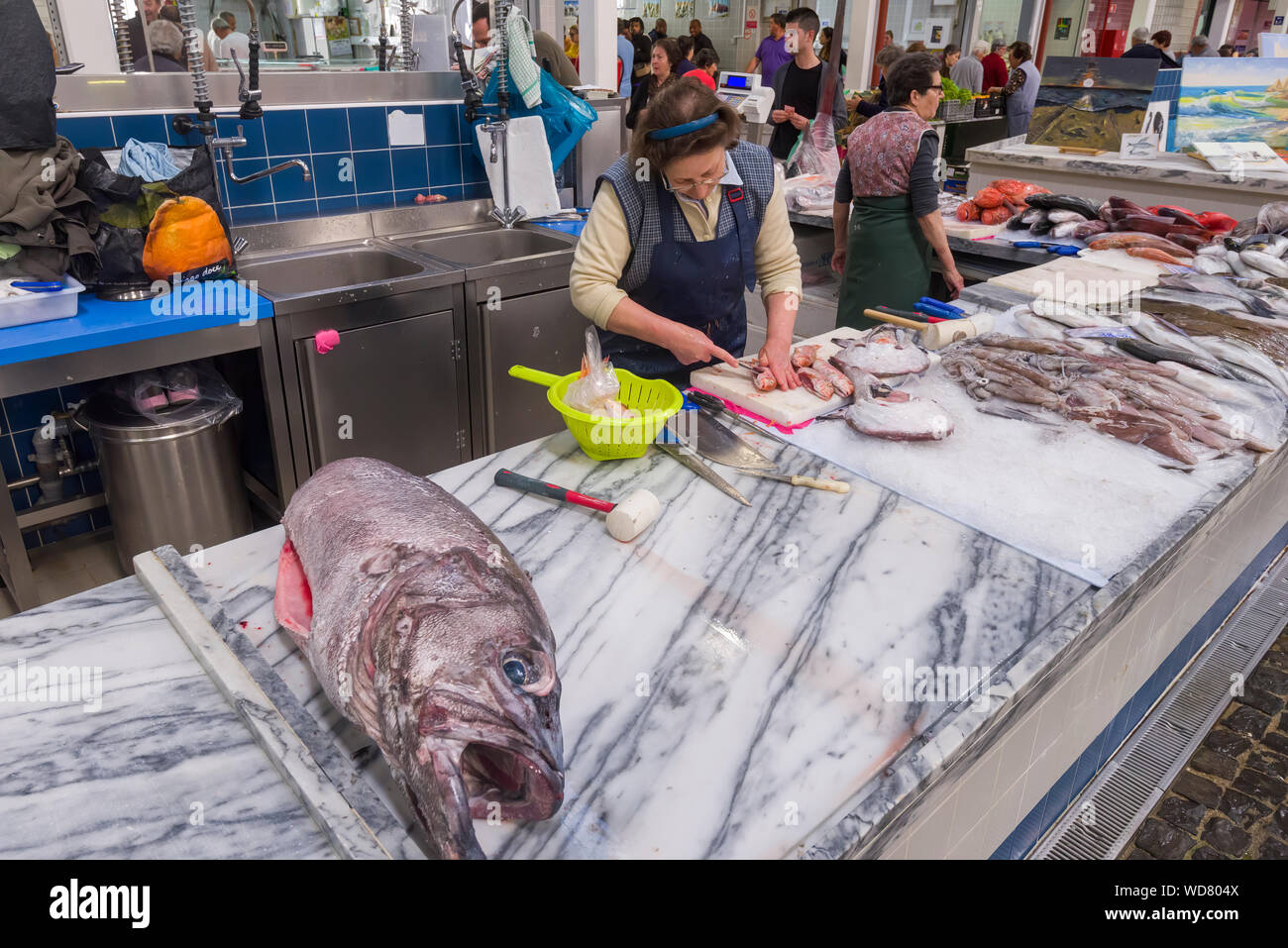Argyrosomus regius, also known as meagre, croaker, jewfish, shade-fish ...