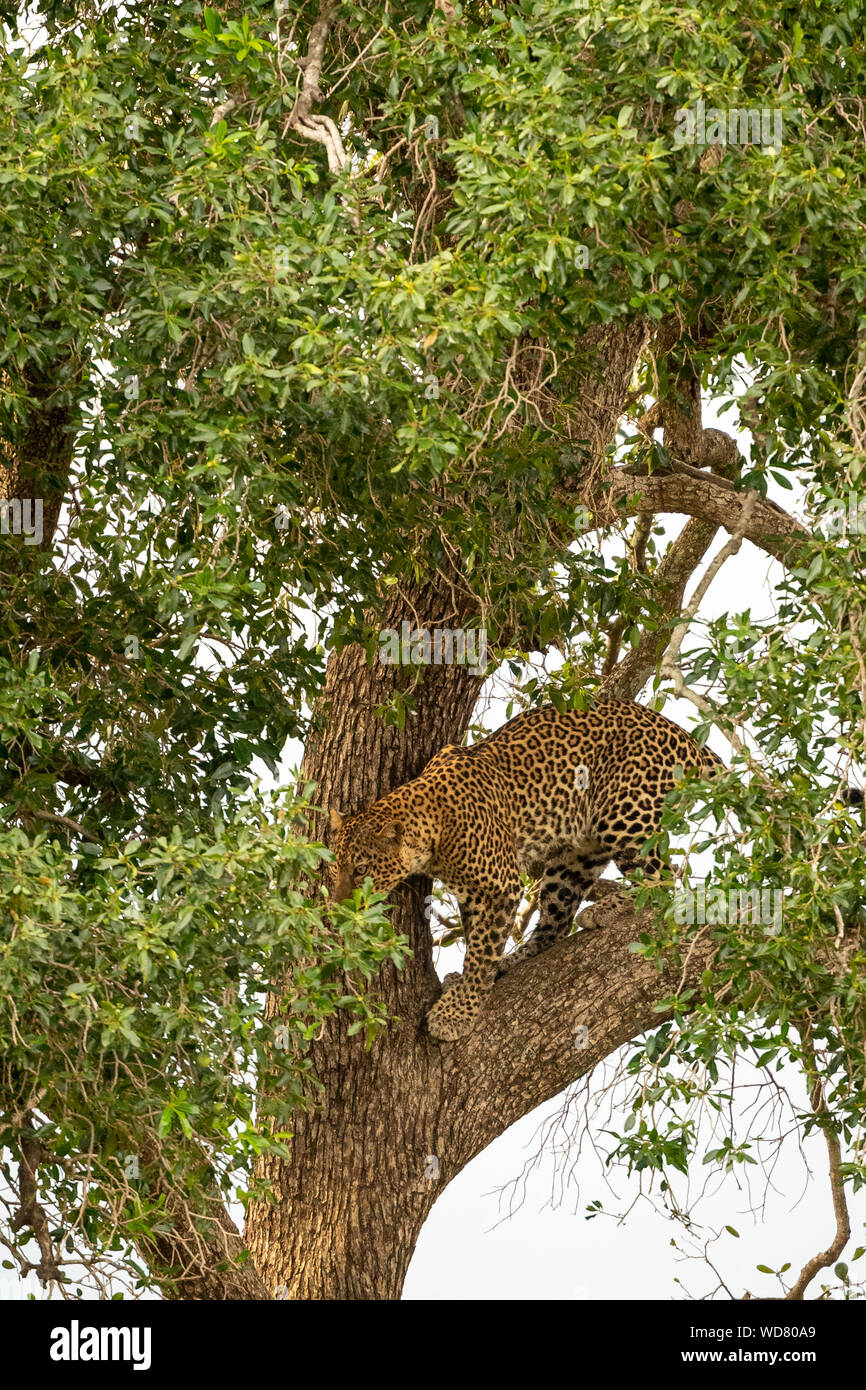 Female leopard (Panthera pardus) climbing down vertical tree trunk and ...