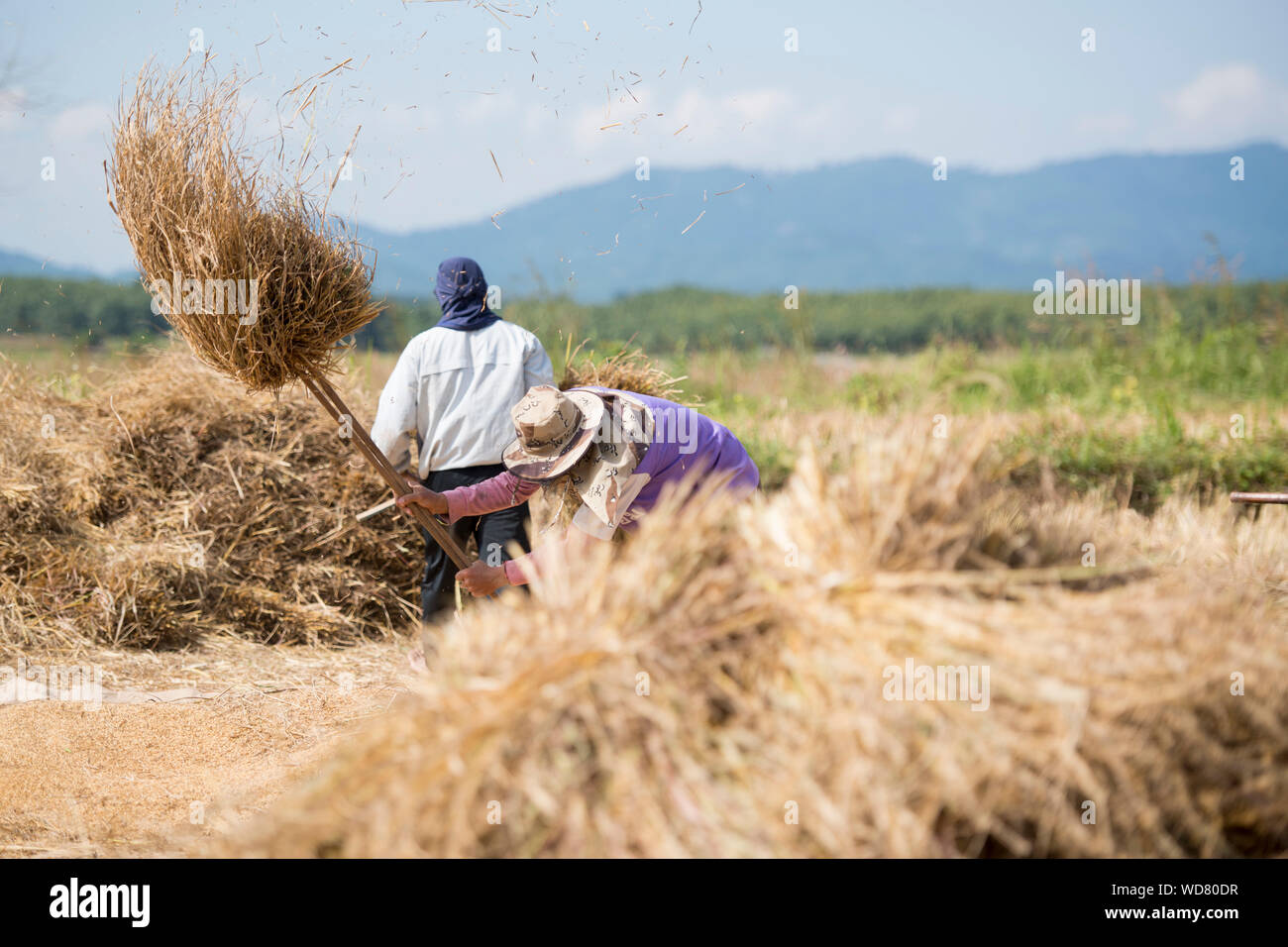 Harvesting Rice High Resolution Stock Photography and Images - Alamy