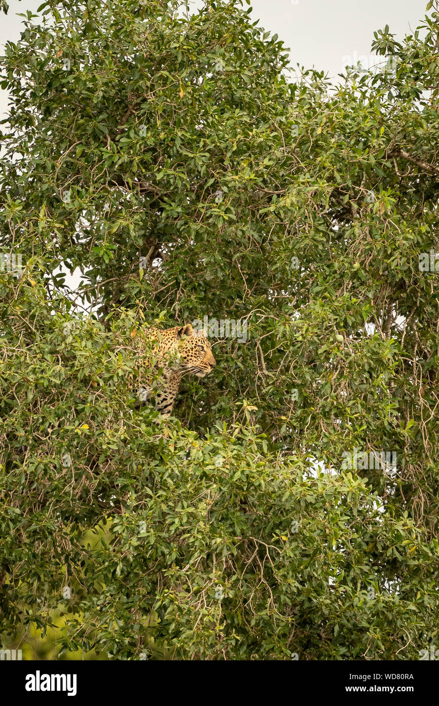 Female leopard (Panthera pardus) climbing down vertical tree trunk and ...