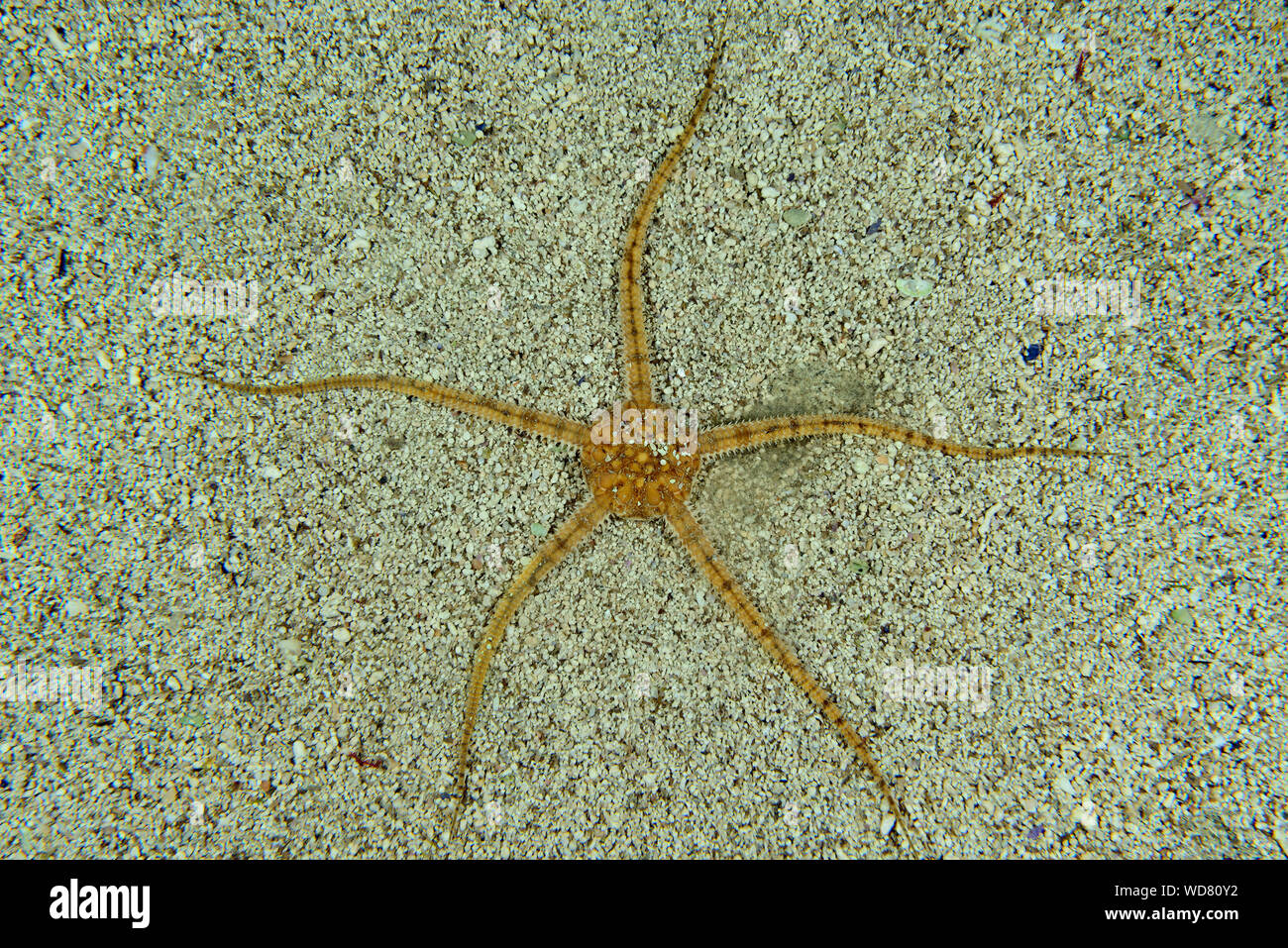 serpent brittle star, Ophiura ophiura, Kvaloyvagen, Norway, Atlantic ...