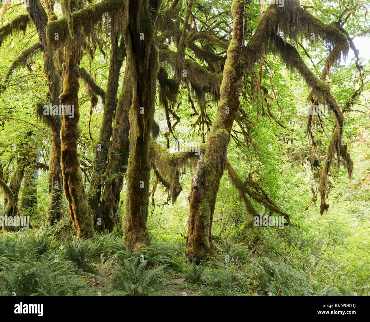 Moss and trees hi-res stock photography and images - Alamy