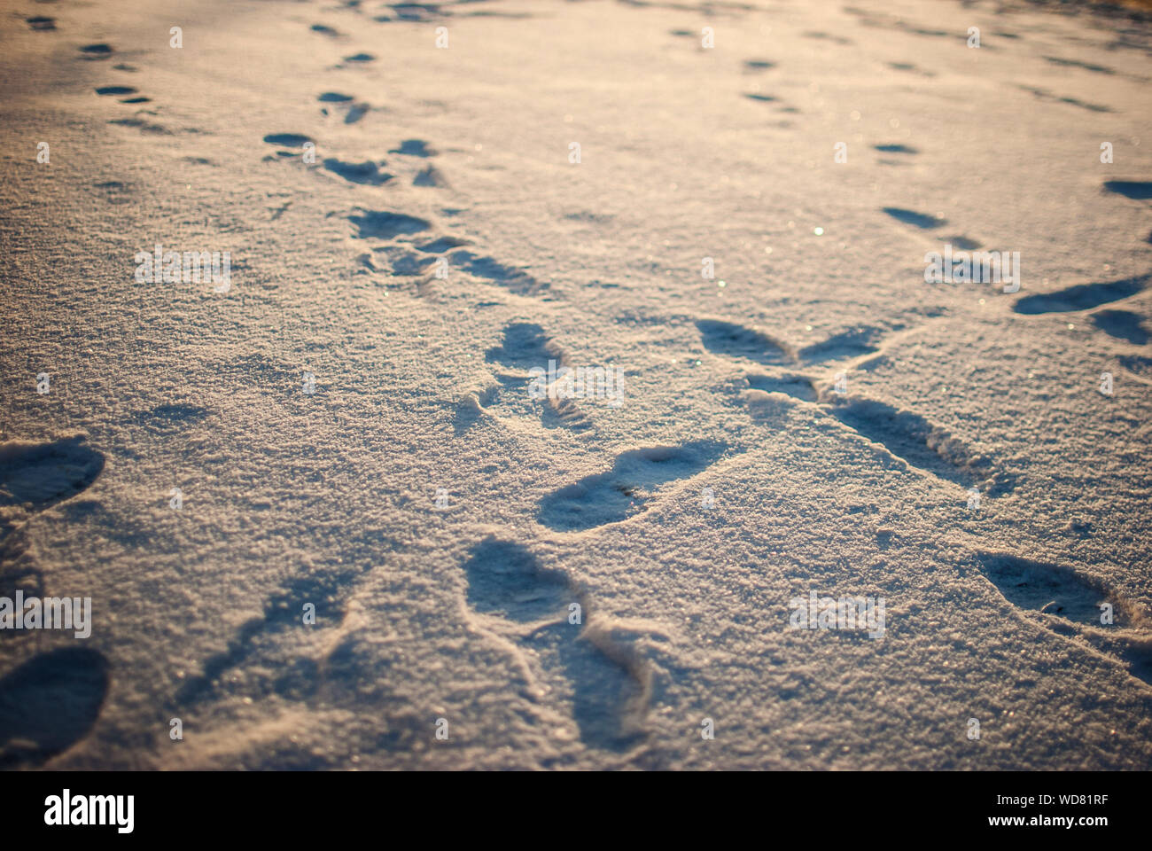 Animal tracks sand hi-res stock photography and images - Alamy