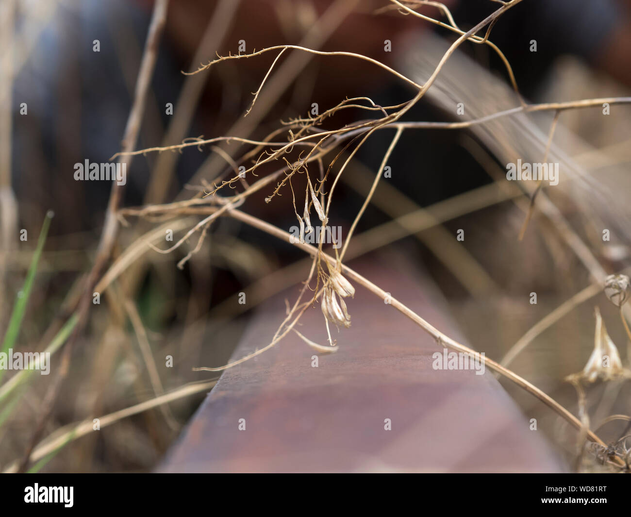 Dried up plants hi-res stock photography and images - Alamy