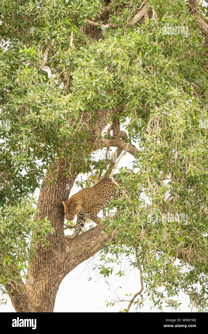 Female leopard (Panthera pardus) climbing down vertical tree trunk and ...
