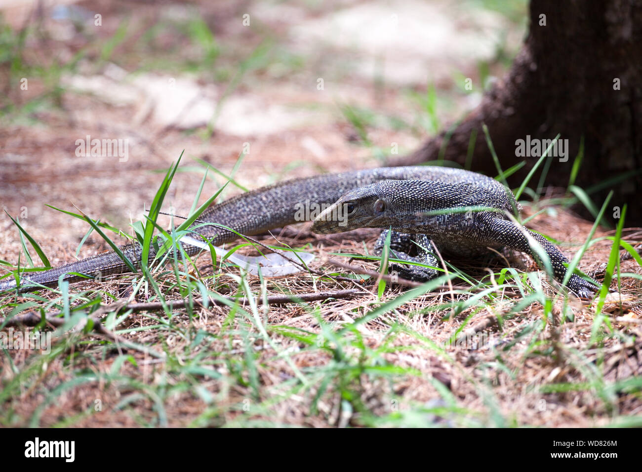 Bengal monitor lizard sitting on the ground near the tree in the forest ...