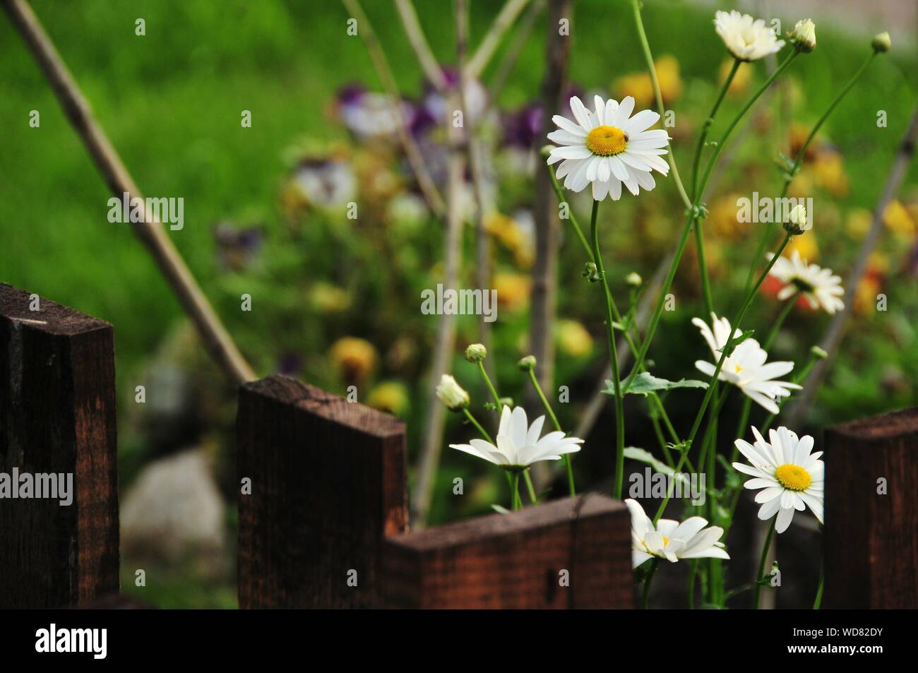 Back daisy hi-res stock photography and images - Alamy