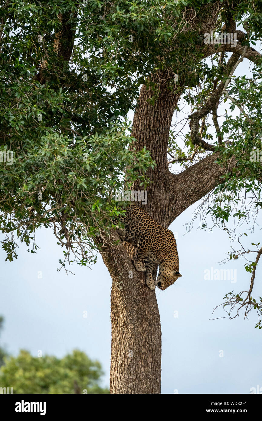 Female leopard (Panthera pardus) climbing down vertical tree trunk and ...