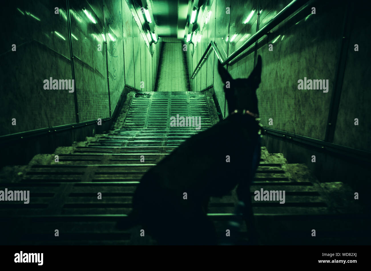 Underground Animals High Resolution Stock Photography and Images - Alamy