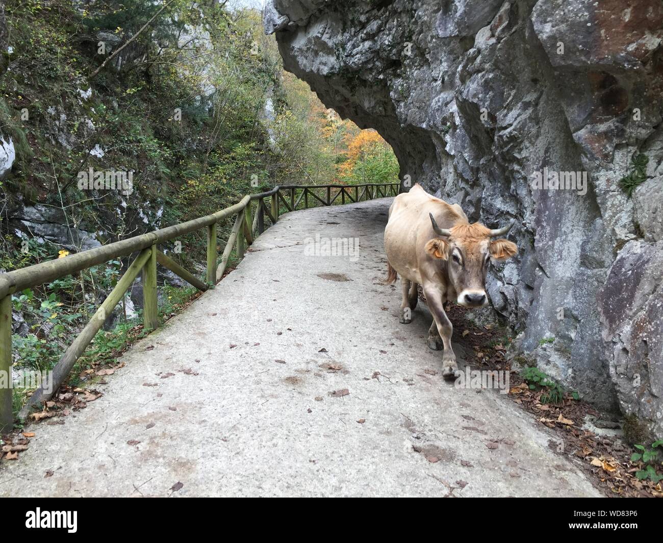 Cow Bridge High Resolution Stock Photography and Images - Alamy