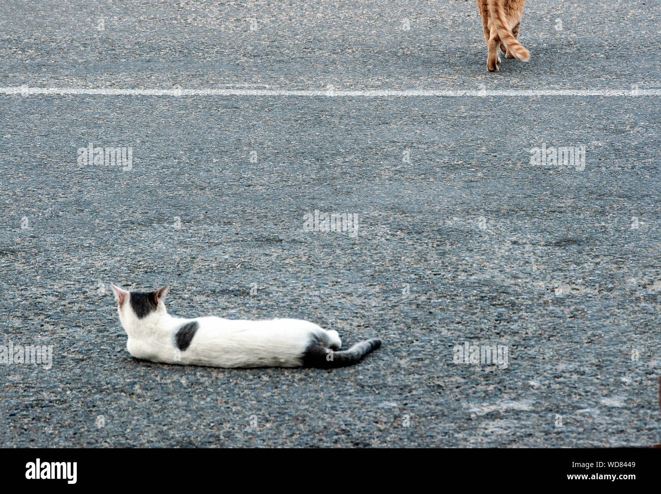 Cat Walking Down The Road High Resolution Stock Photography and Images ...