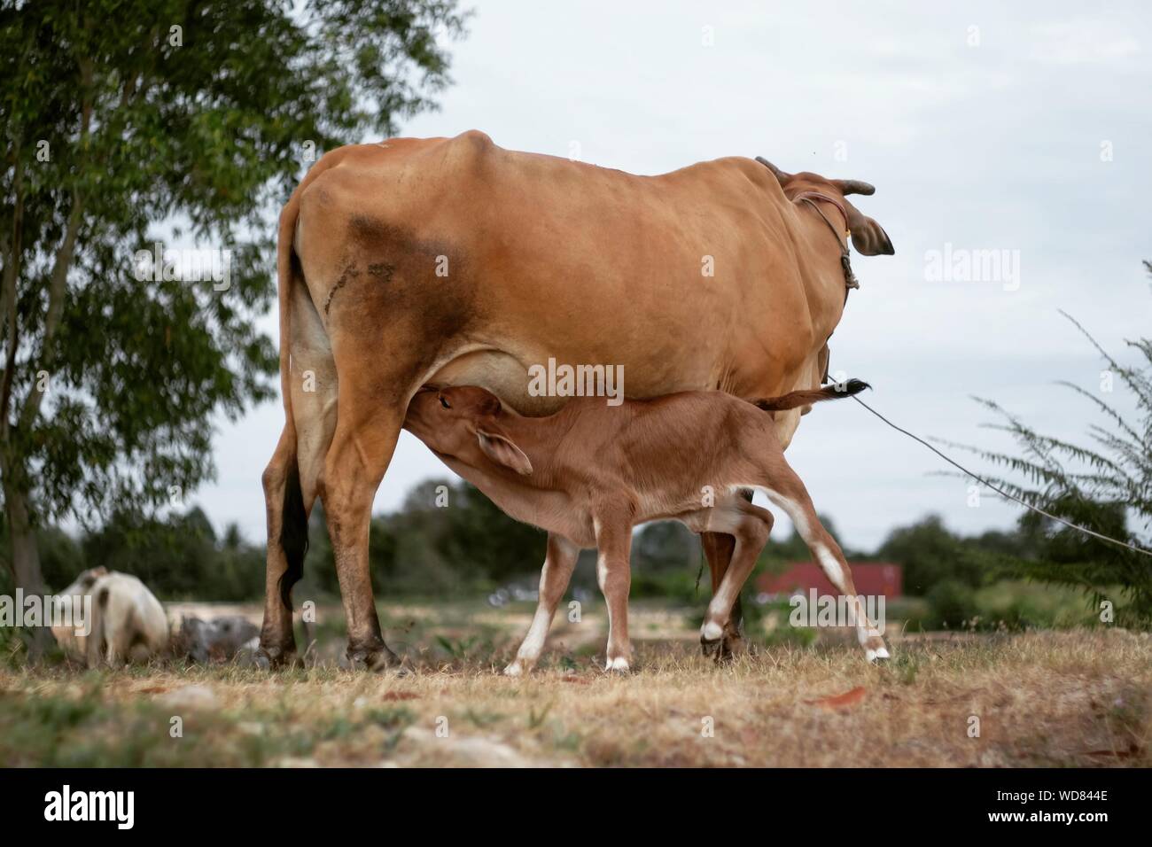 Cow Feeding Calf High Resolution Stock Photography and Images - Alamy