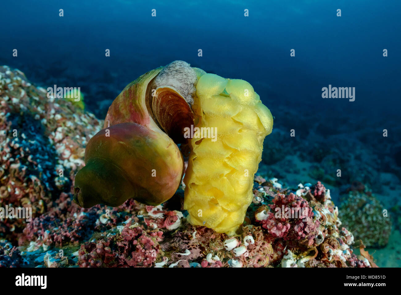 Common whelk eggs buccinum undatum hi-res stock photography and images ...