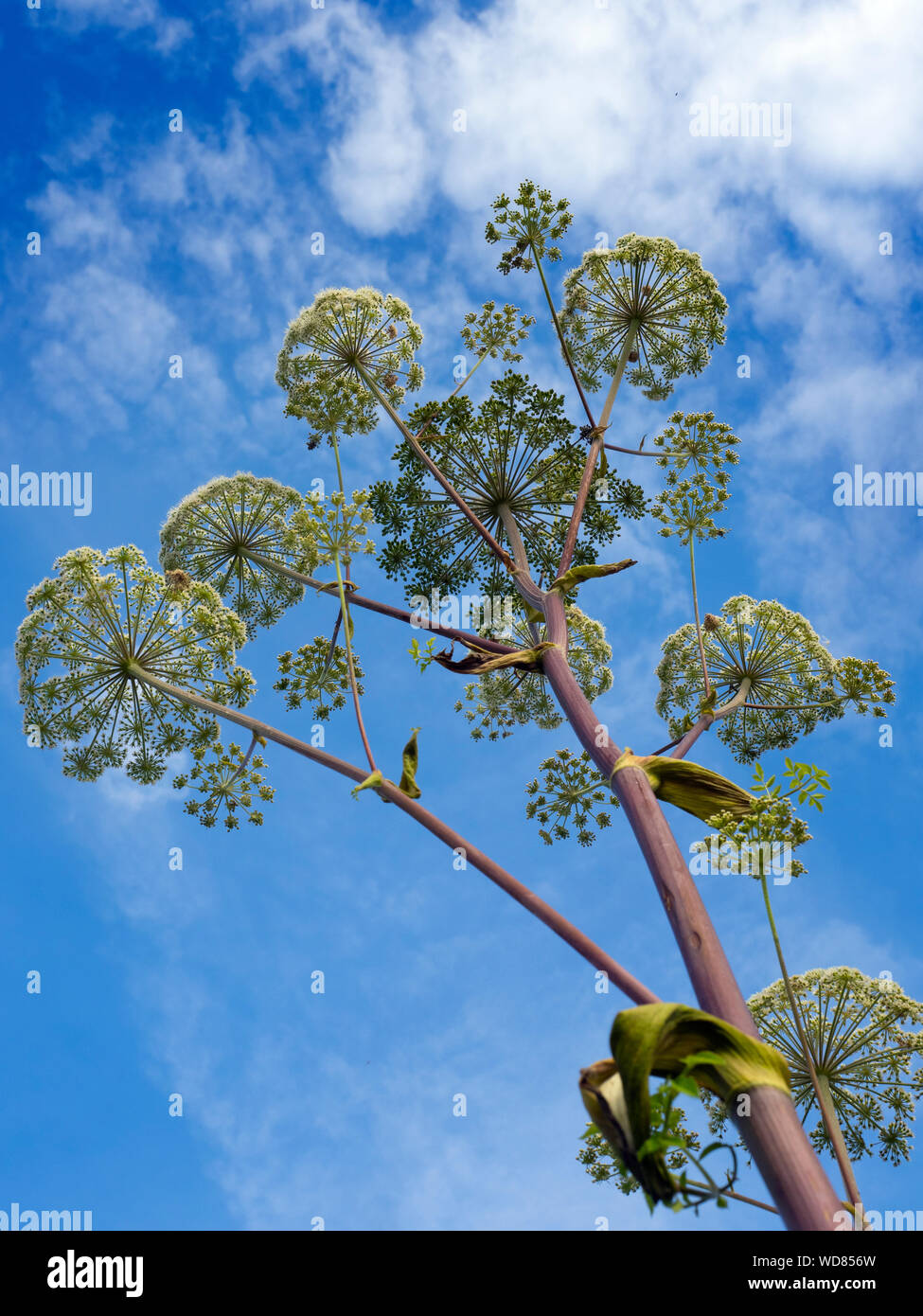 Angelica root plant hi-res stock photography and images - Alamy