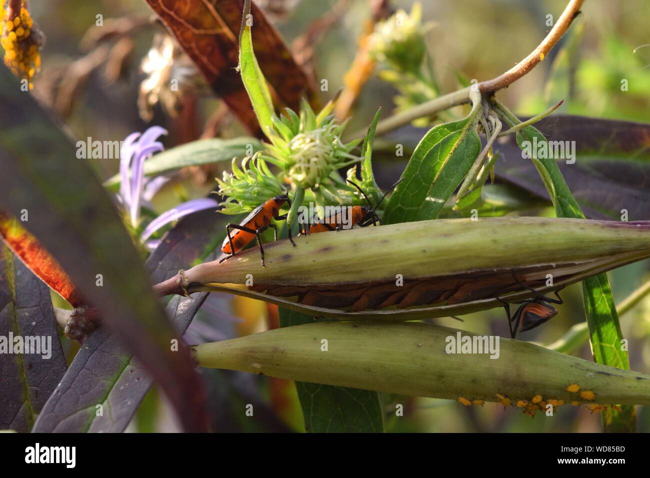 Insects in the forest hi-res stock photography and images - Alamy