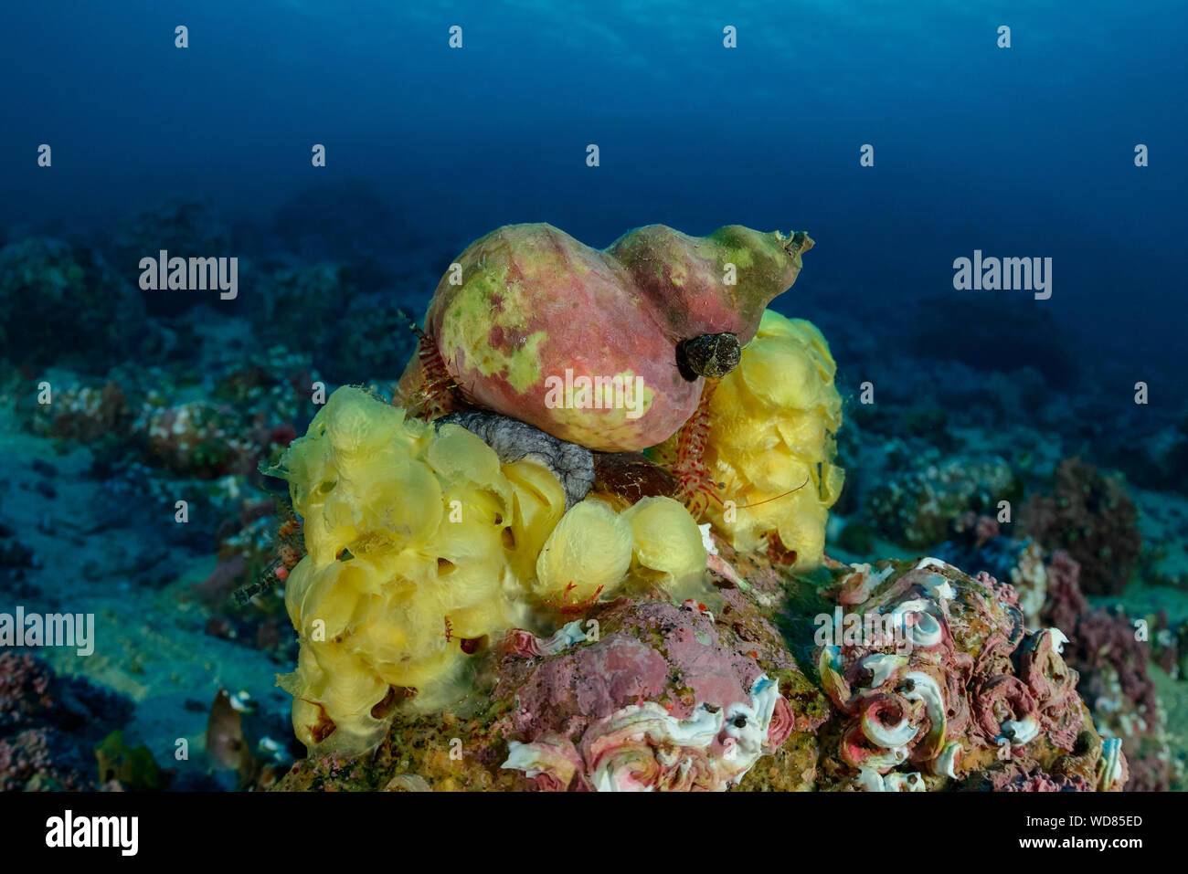 Whelk eggs hi-res stock photography and images - Alamy
