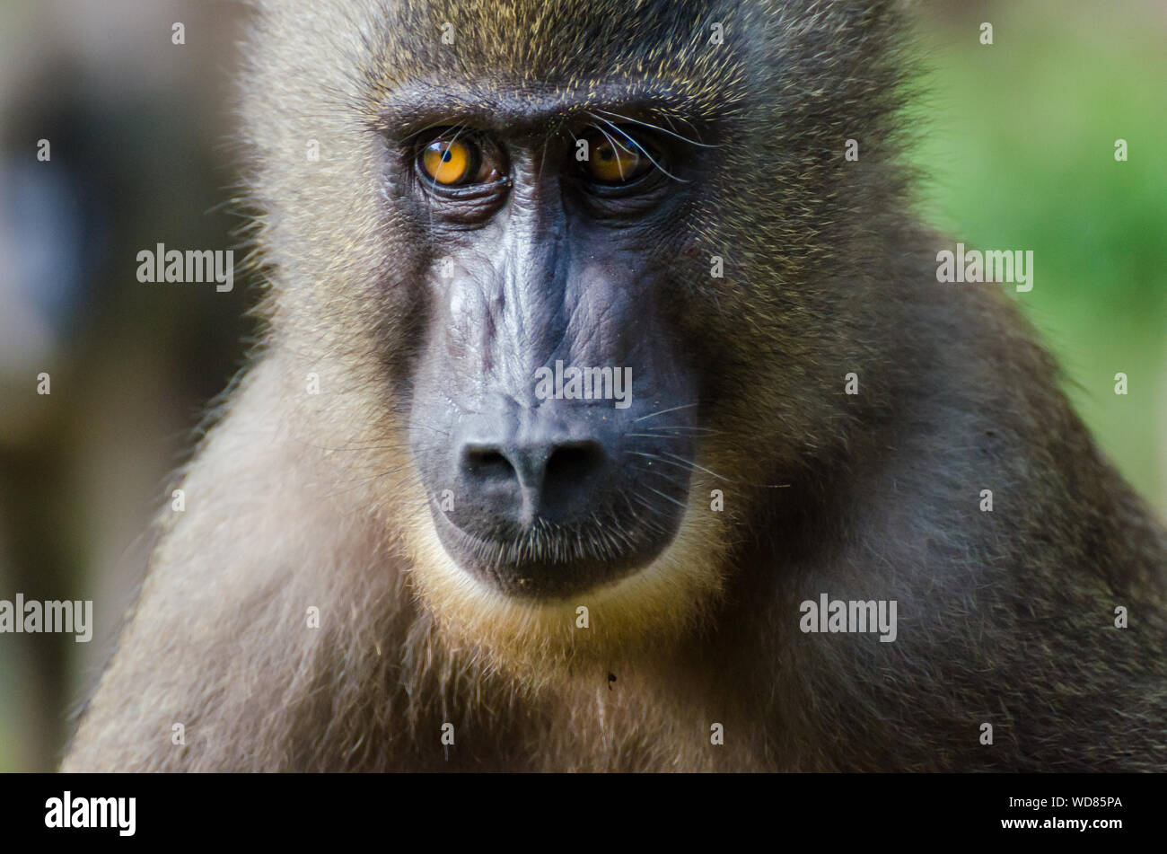 Nigeria animal hi-res stock photography and images - Alamy