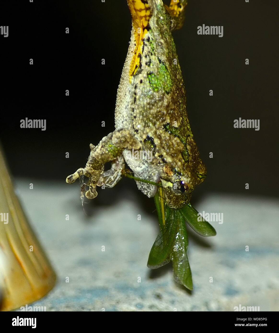 Eating frog hi-res stock photography and images - Alamy