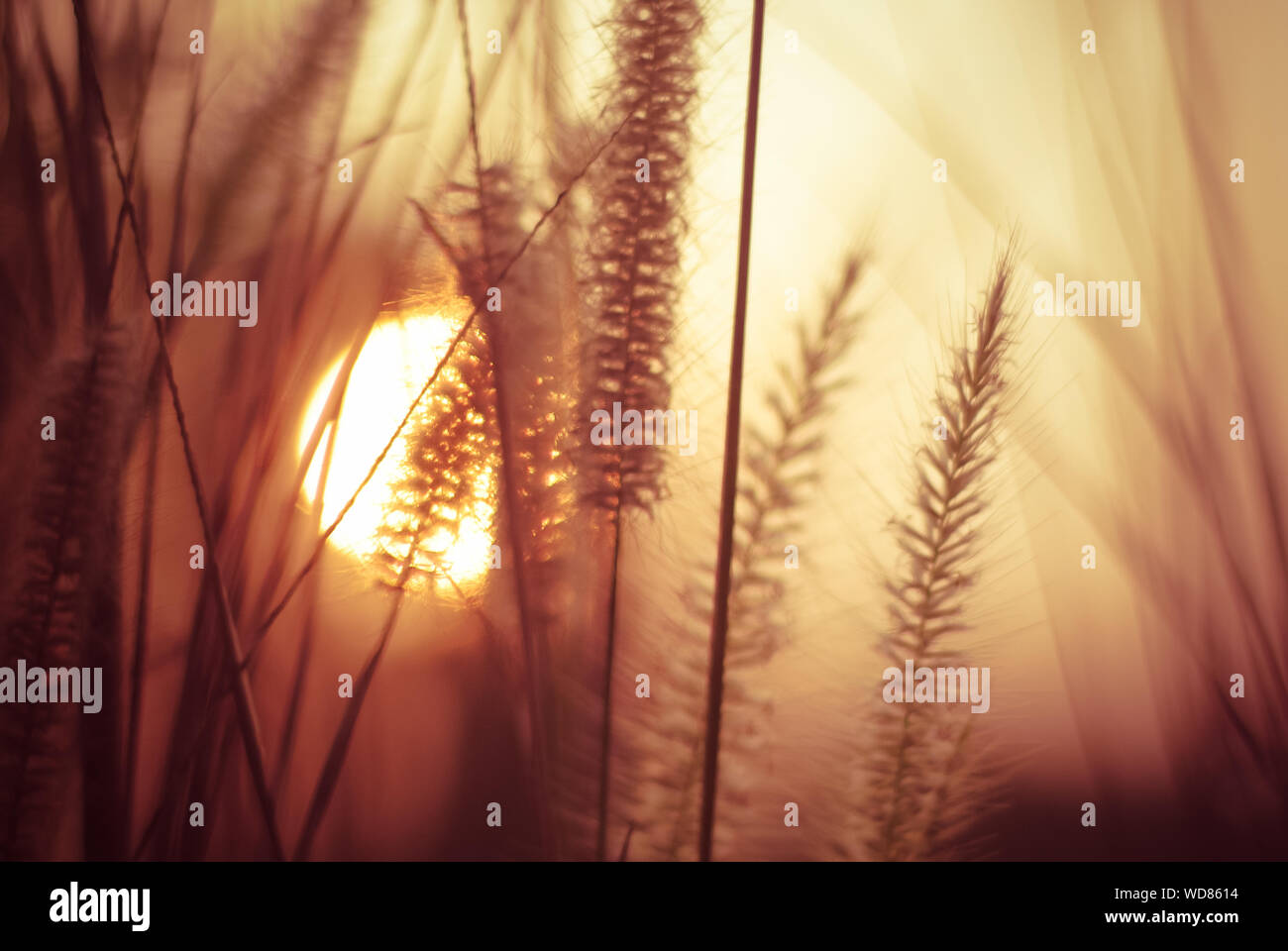 Grass Growing During Sunset Stock Photo - Alamy