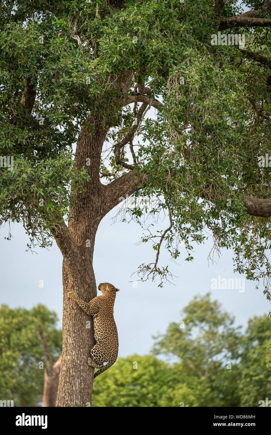 Female leopard (Panthera pardus) climbing down vertical tree trunk and ...
