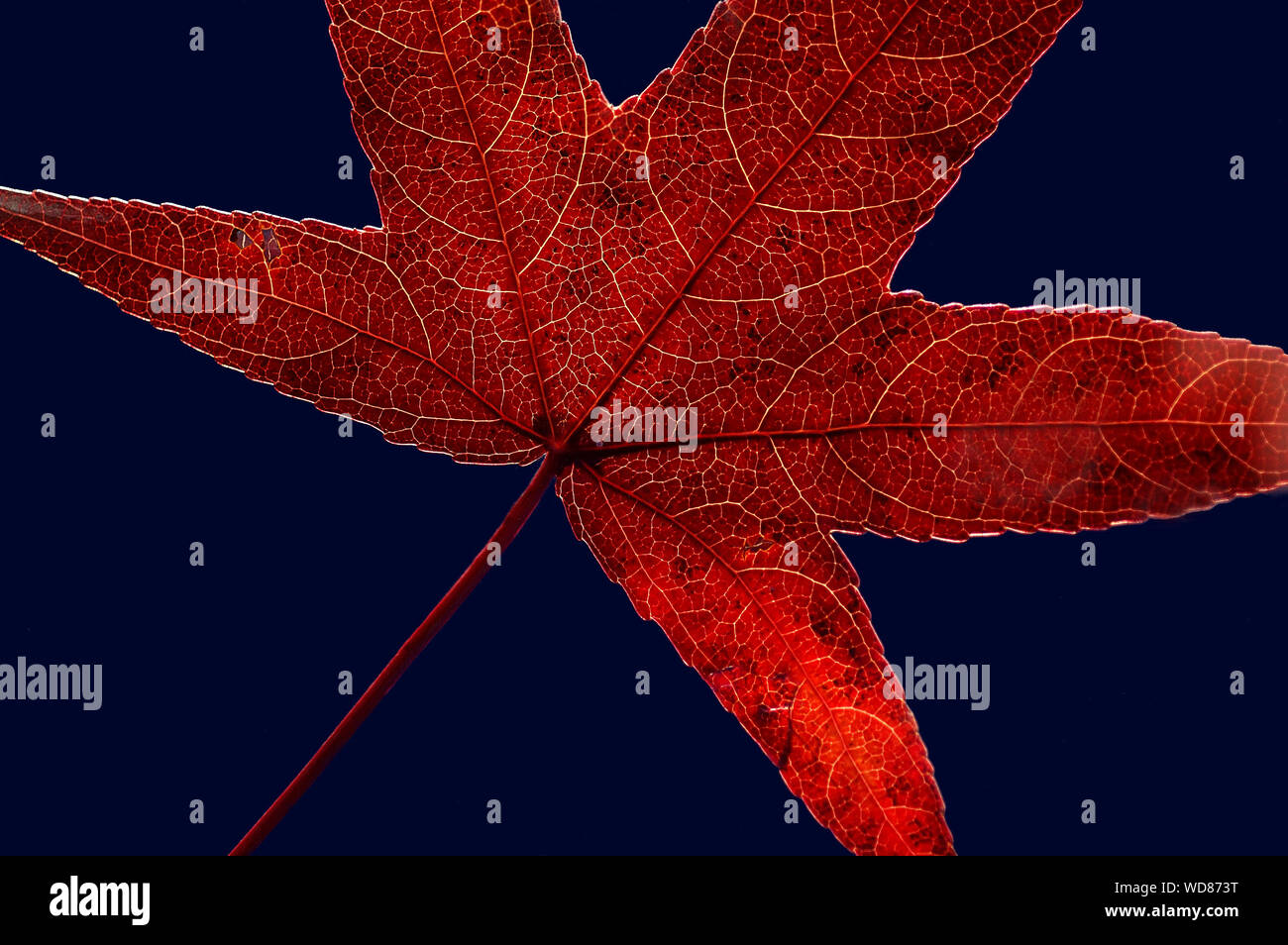 Star shaped leaf hi-res stock photography and images - Alamy