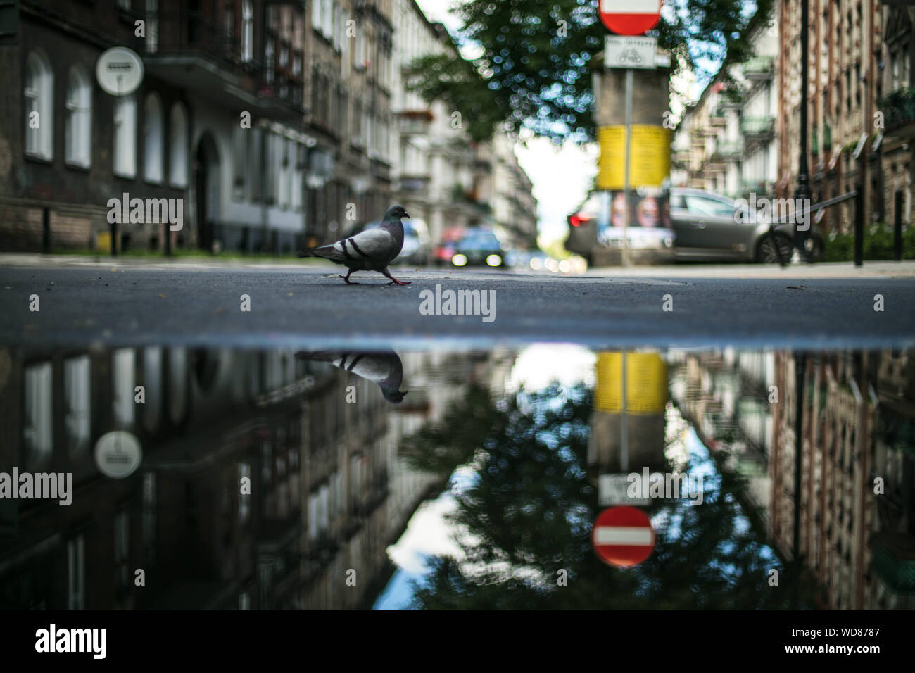 Waterfront pigeon hi-res stock photography and images - Alamy