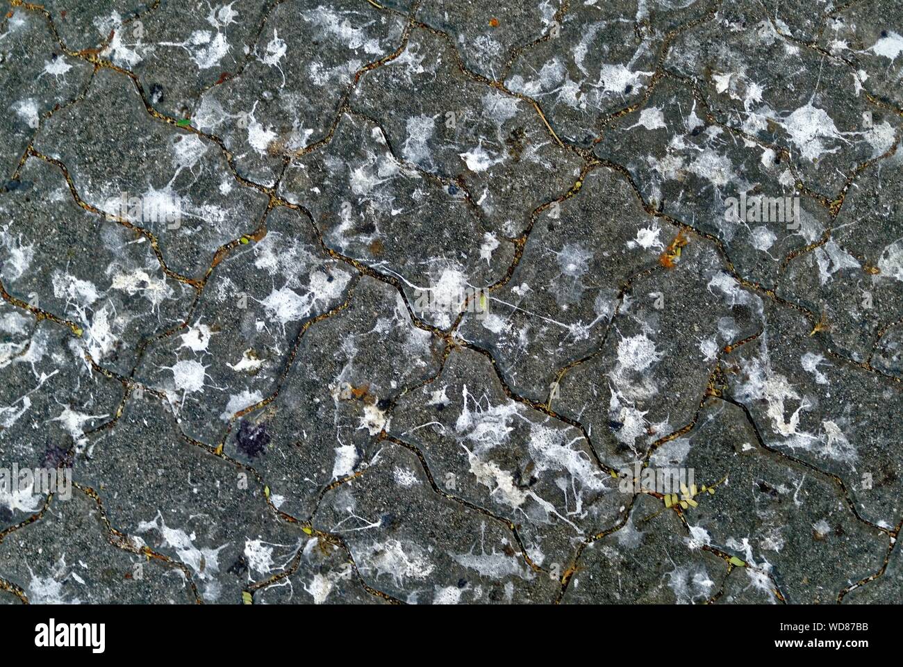 Bird Droppings High Resolution Stock Photography and Images - Alamy