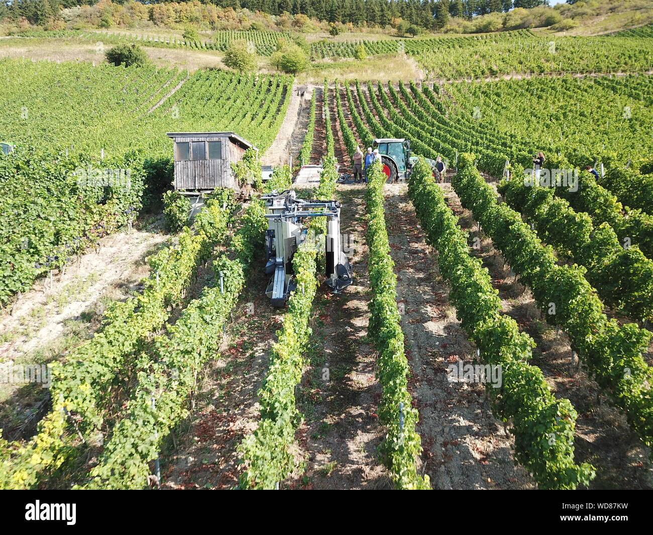 Grape harvesting machine hi-res stock photography and images - Alamy