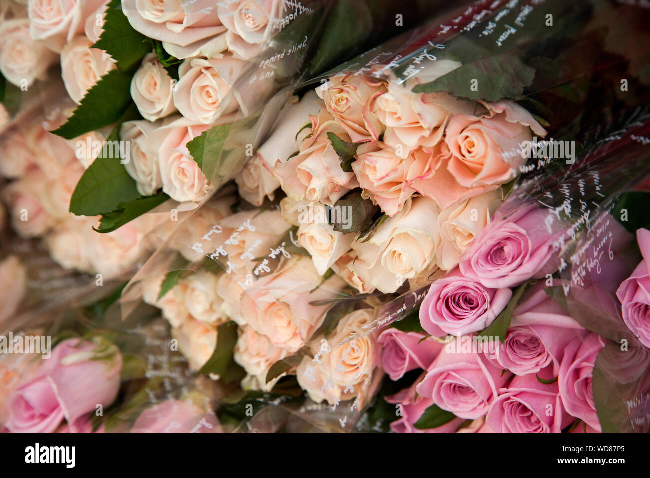 Peach pink color hi-res stock photography and images - Alamy