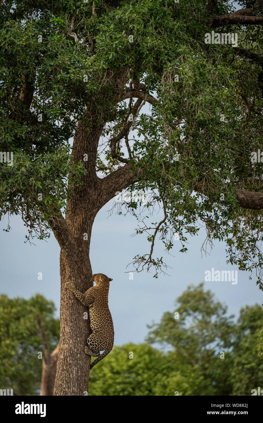 Female leopard (Panthera pardus) climbing down vertical tree trunk and ...