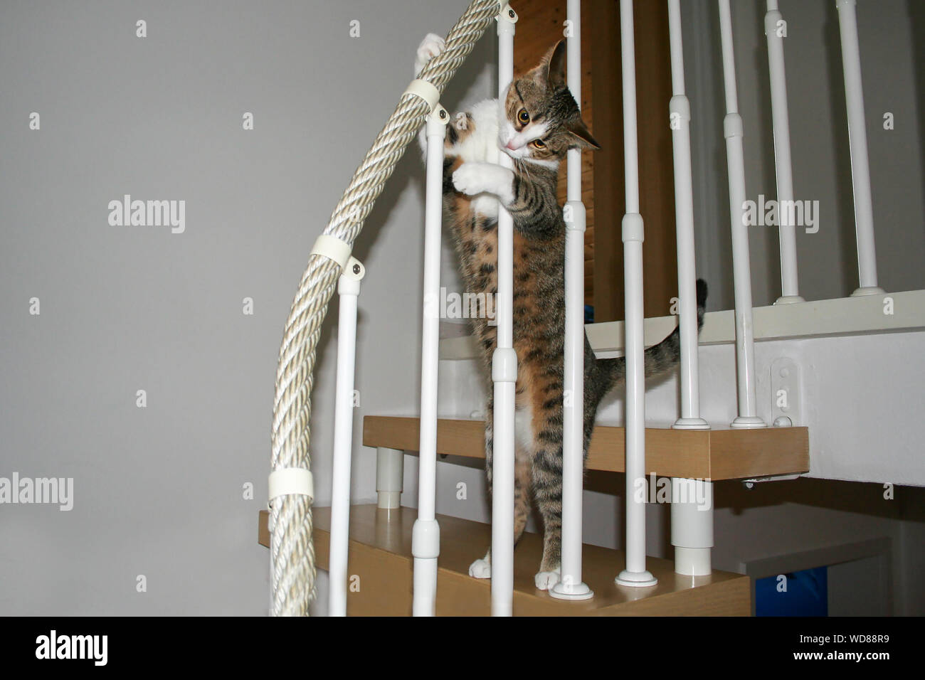 Kitten on steps hi-res stock photography and images - Alamy