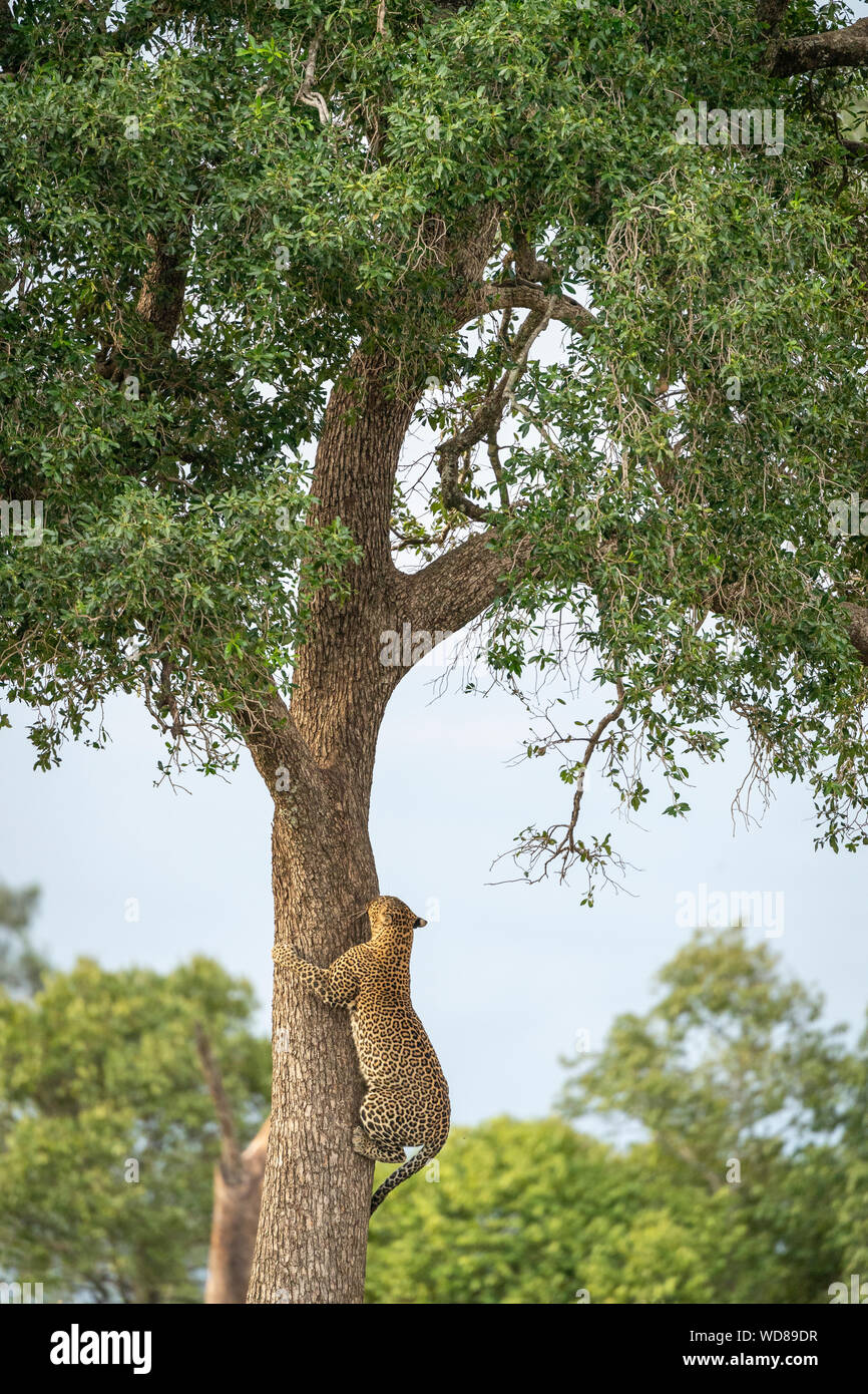Female leopard (Panthera pardus) climbing down vertical tree trunk and ...