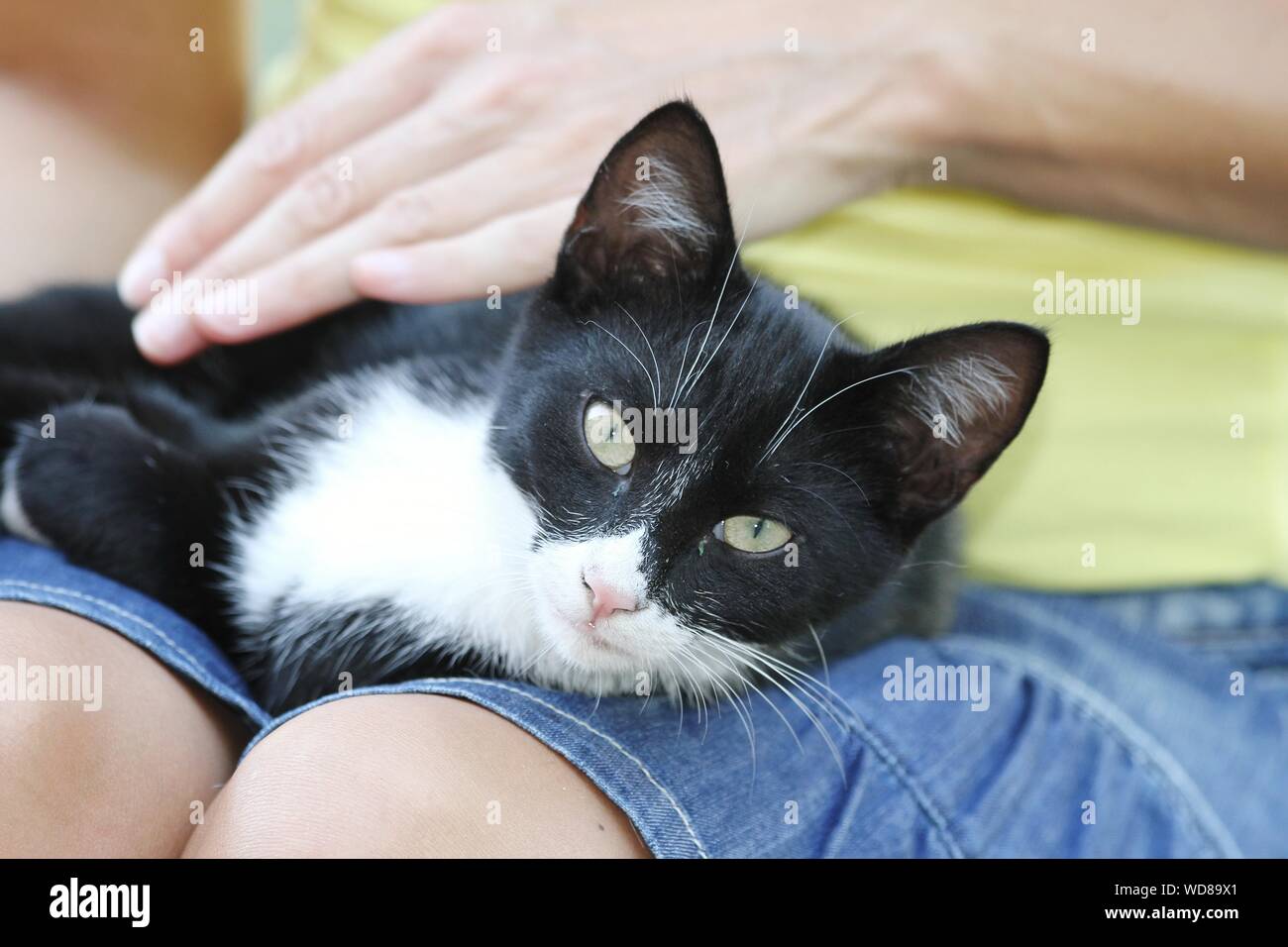 Cat on lap hi-res stock photography and images - Alamy