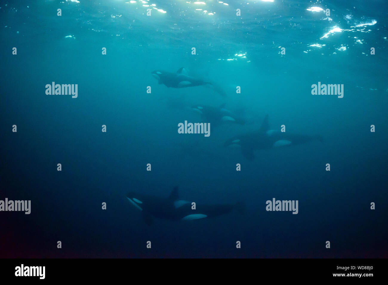 School Killer whales, Orcas underwater, Orcinus Orca, Skjervoy, Norway ...