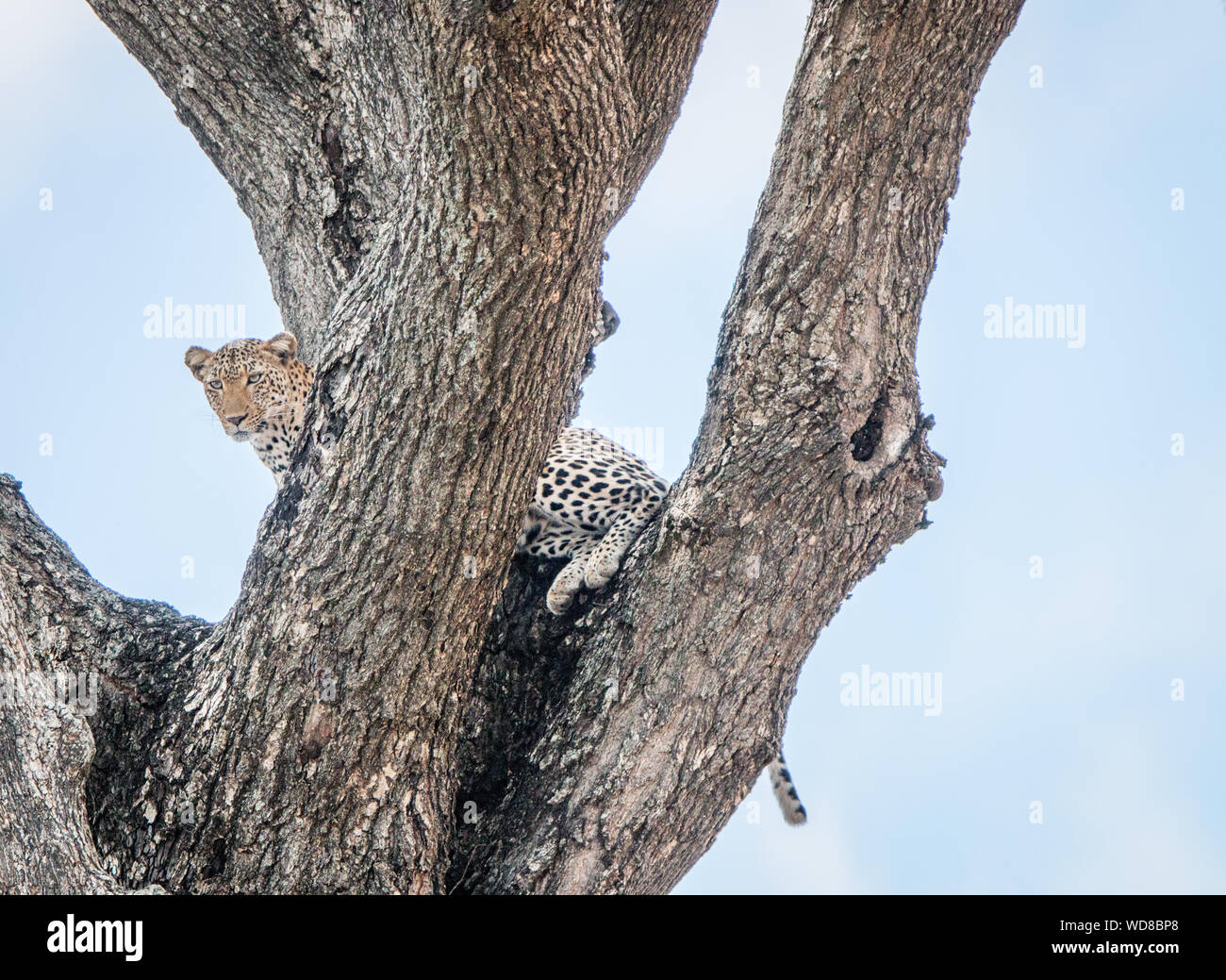 Leopard Sitting On Tree High Resolution Stock Photography and Images ...