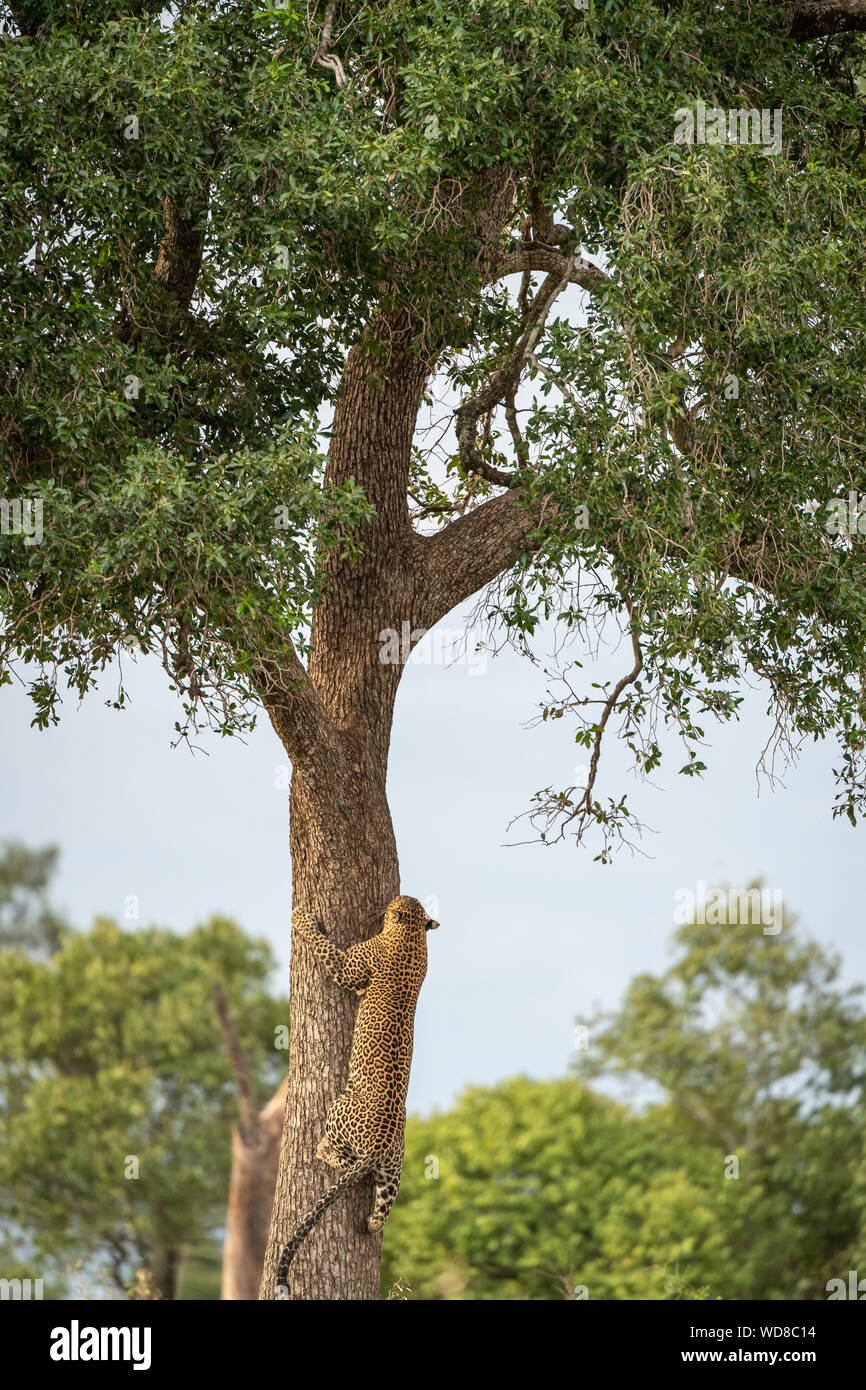 Female leopard (Panthera pardus) climbing down vertical tree trunk and ...