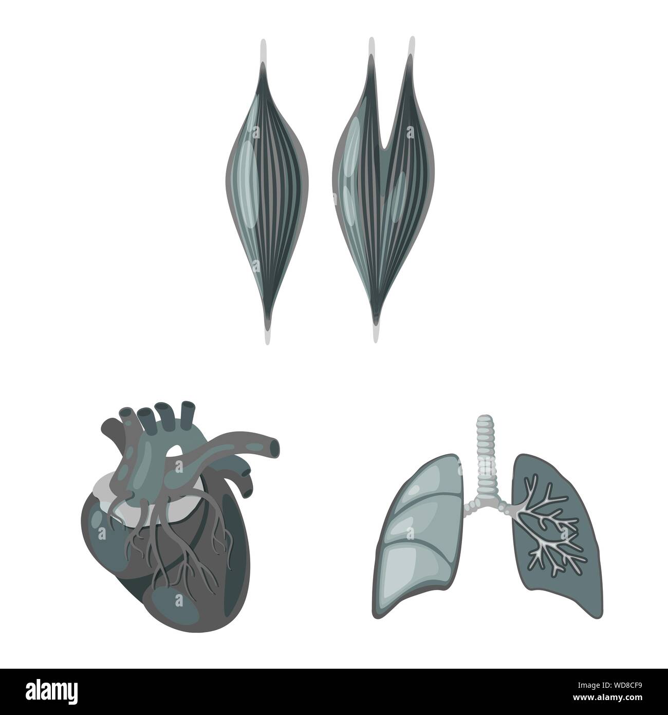 Vector design of internal and medical symbol. Set of internal and ...