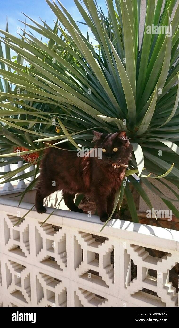 Cat pot plant hi-res stock photography and images - Alamy