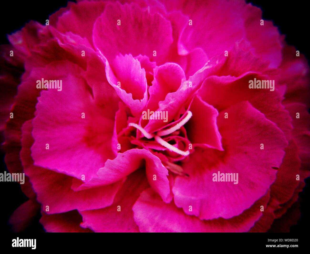 Carnation pink flower hi-res stock photography and images - Alamy