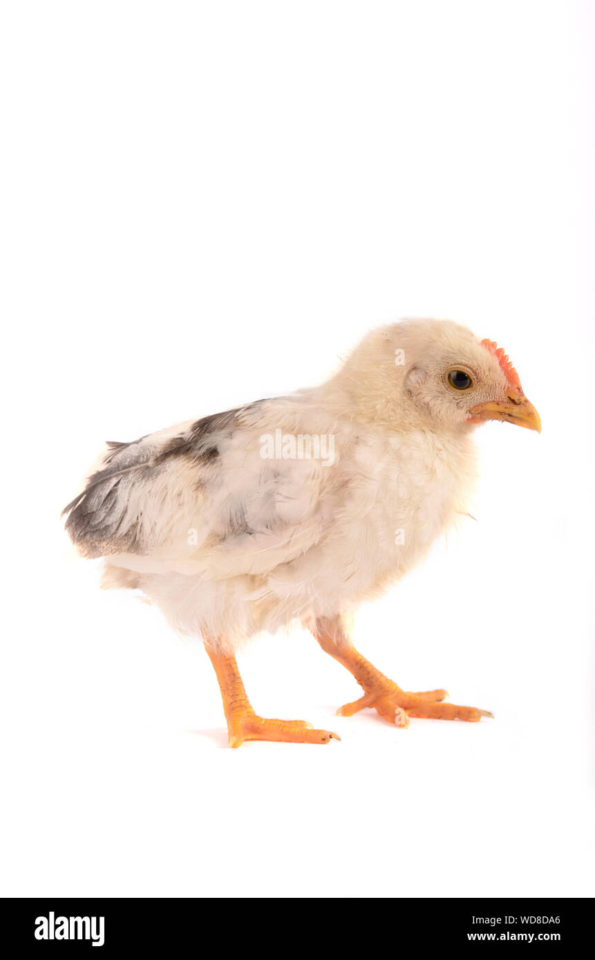 Commercial baby Cut Out Stock Images & Pictures - Alamy