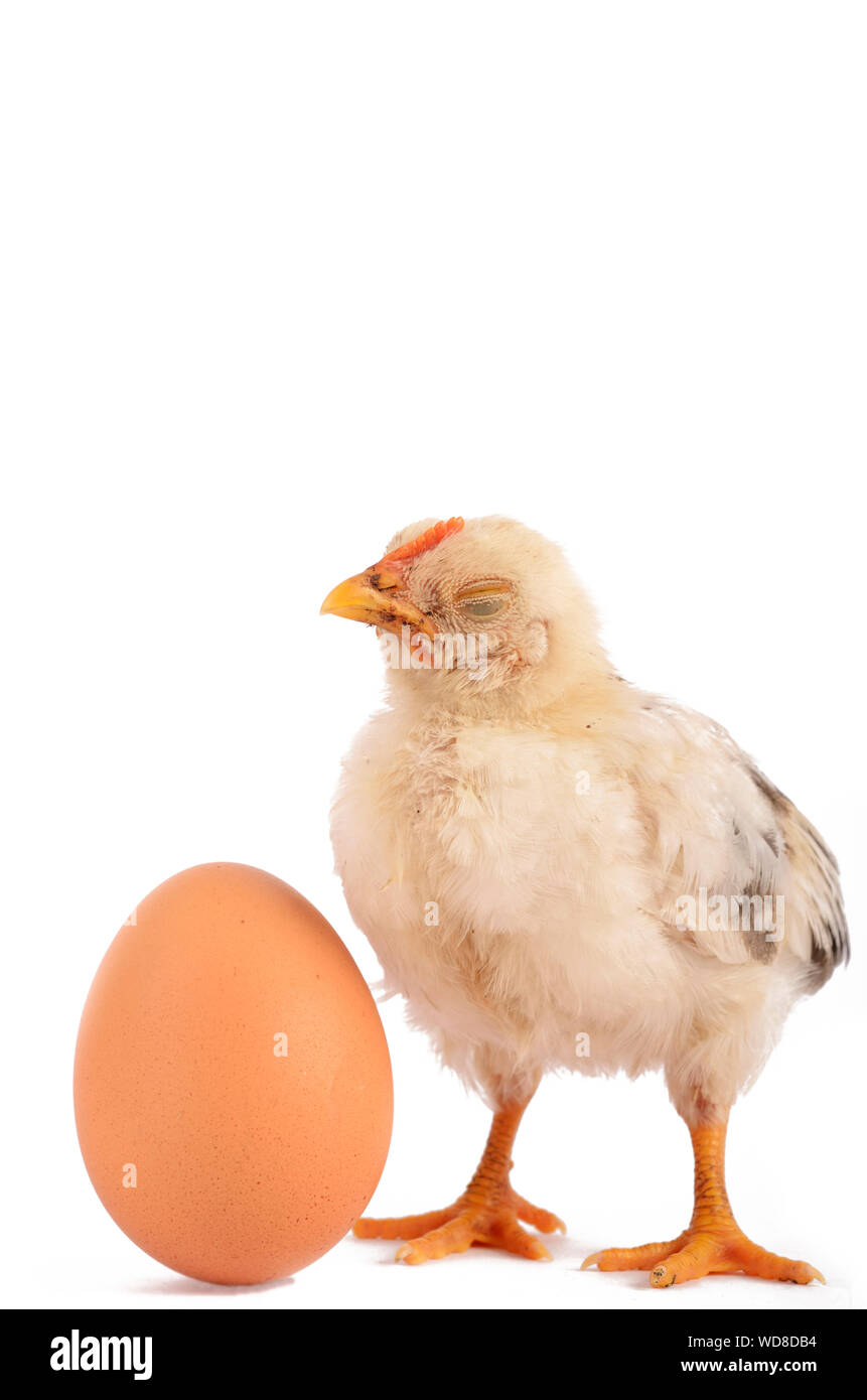 Flock of chicken Cut Out Stock Images & Pictures - Alamy