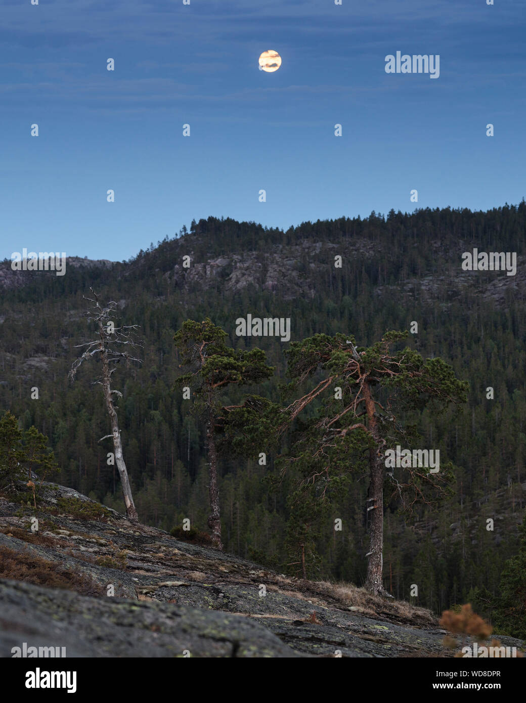 Full moon dusk pine hi-res stock photography and images - Alamy