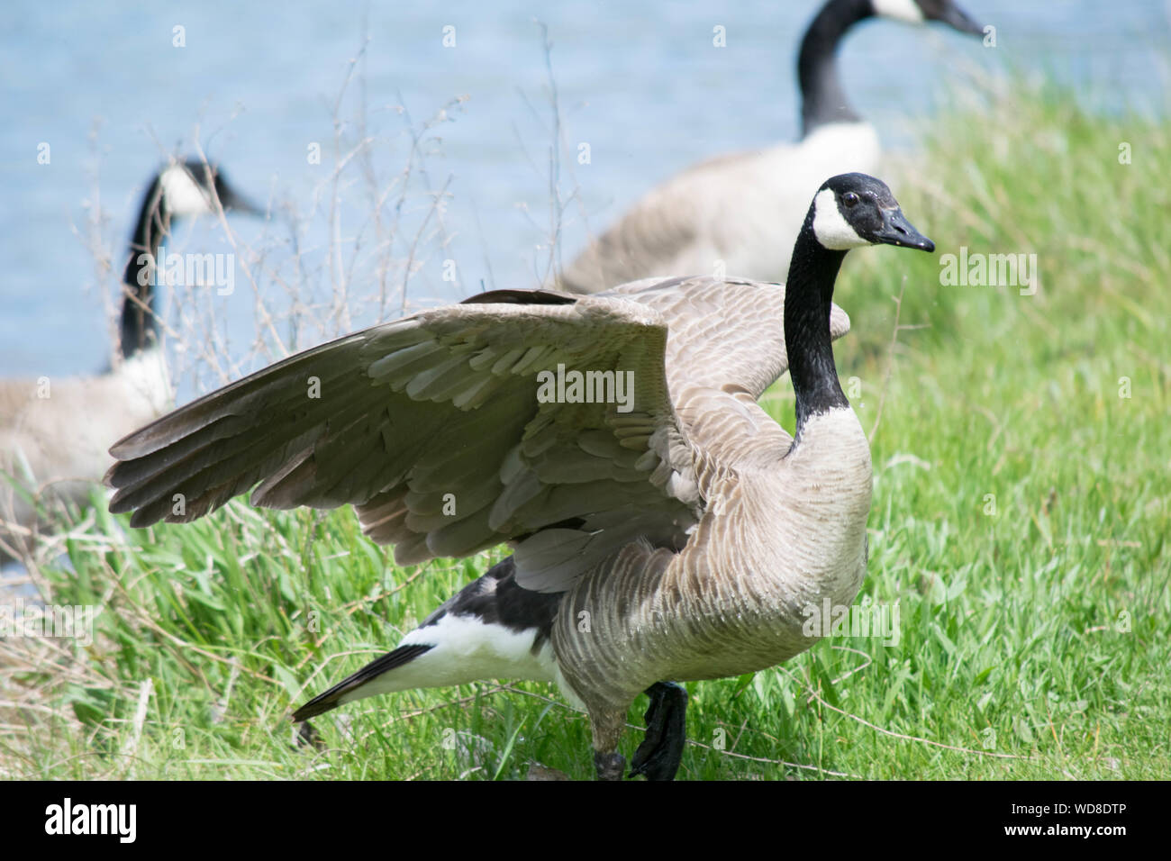 Canada goose flapping wings hi-res stock photography and images - Alamy