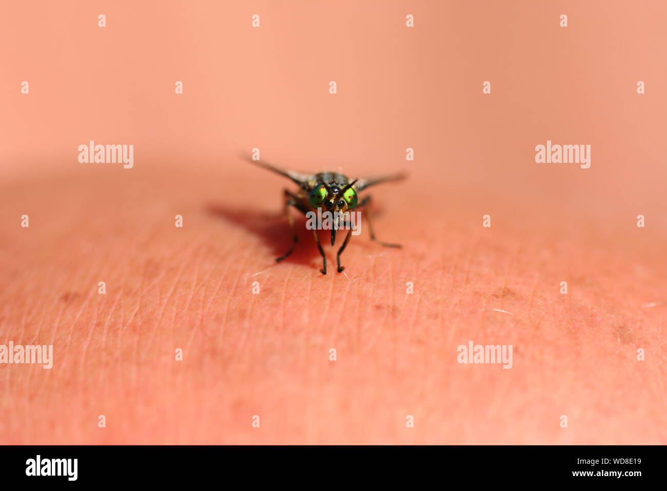 Part horse part bird hi-res stock photography and images - Alamy