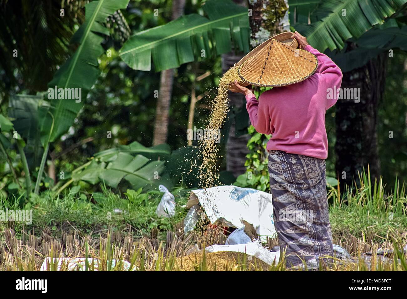 Rice winnowing hi-res stock photography and images - Alamy